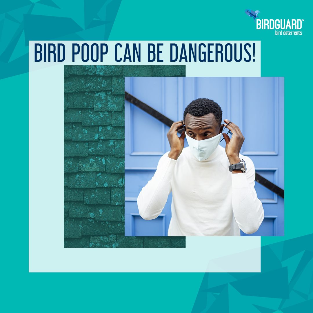 Birdguard Mini-Blogs - Bird Poop Can Be Dangerous – Birdguard Bird Spikes